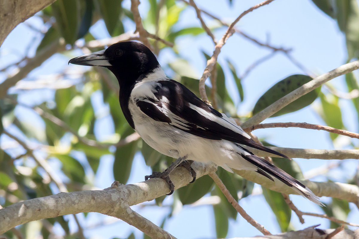 Australian bird species - The Australian Museum