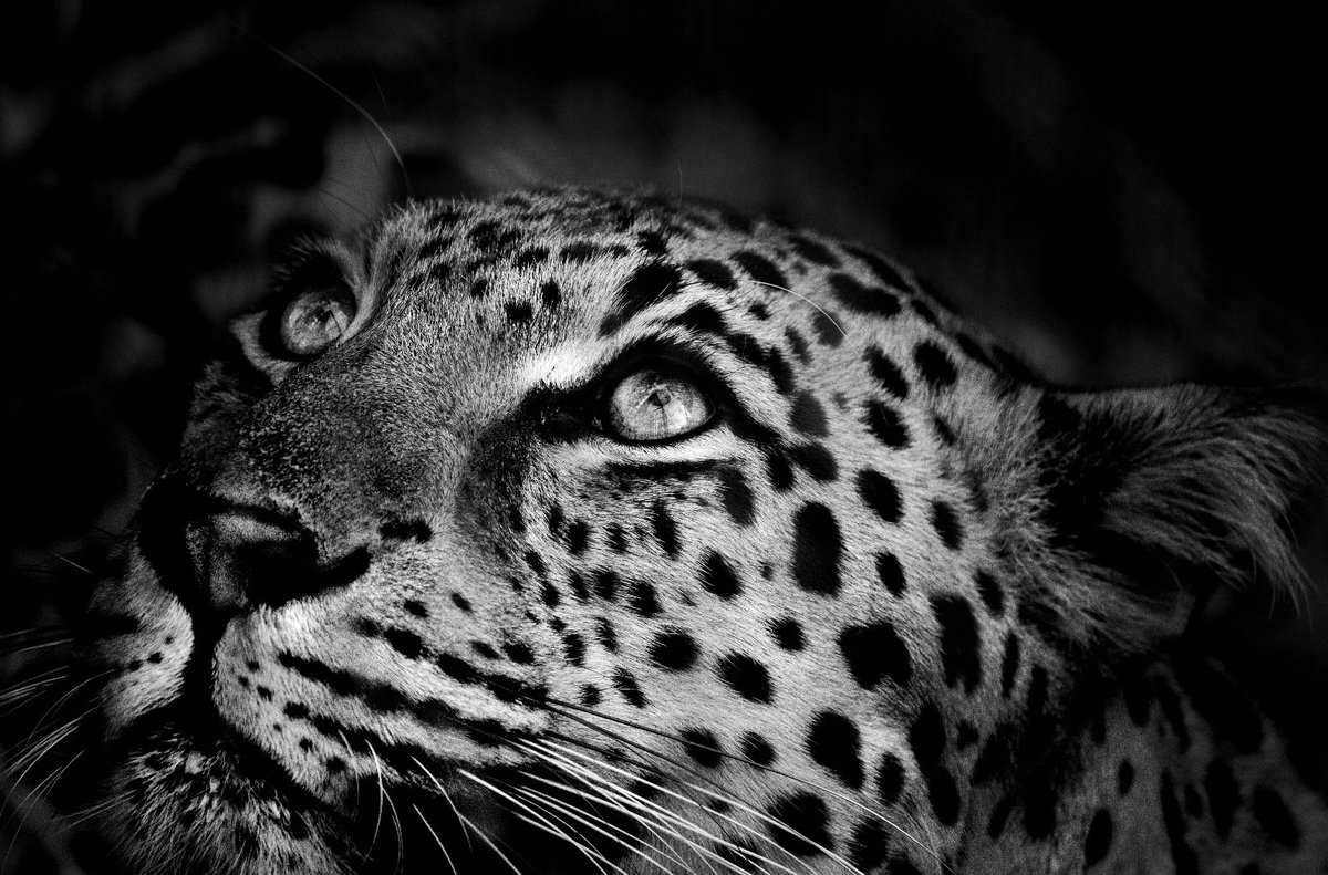 A picture is worth a thousand words - The Australian Museum Blog