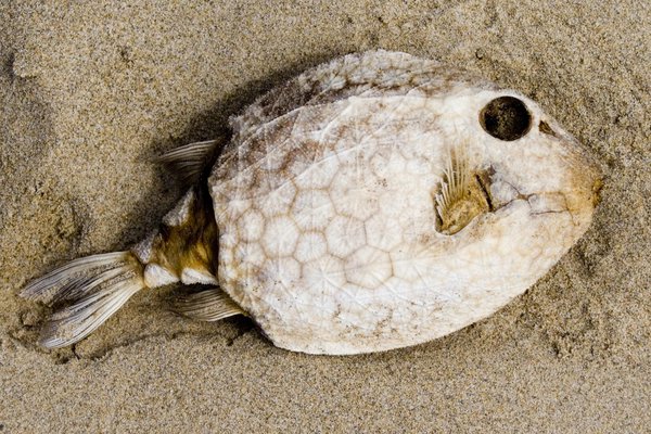Ostraciidae - Boxfishes - The Australian Museum