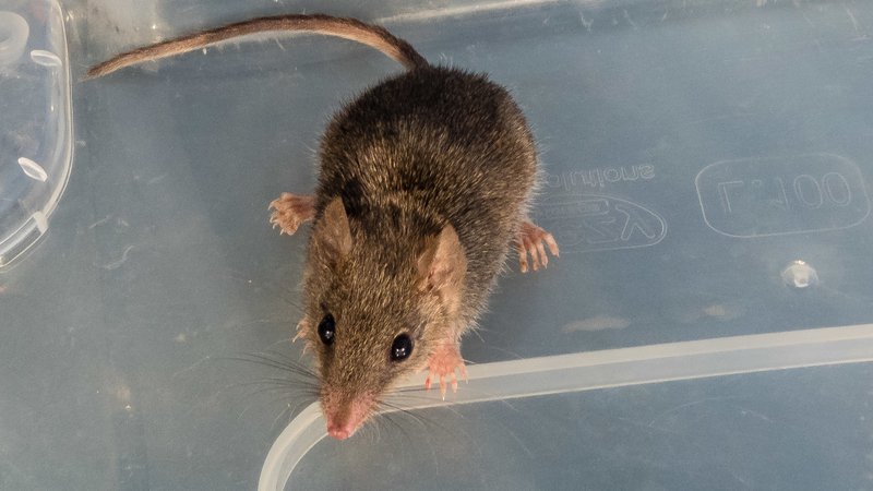 Is it a rat? - The Australian Museum