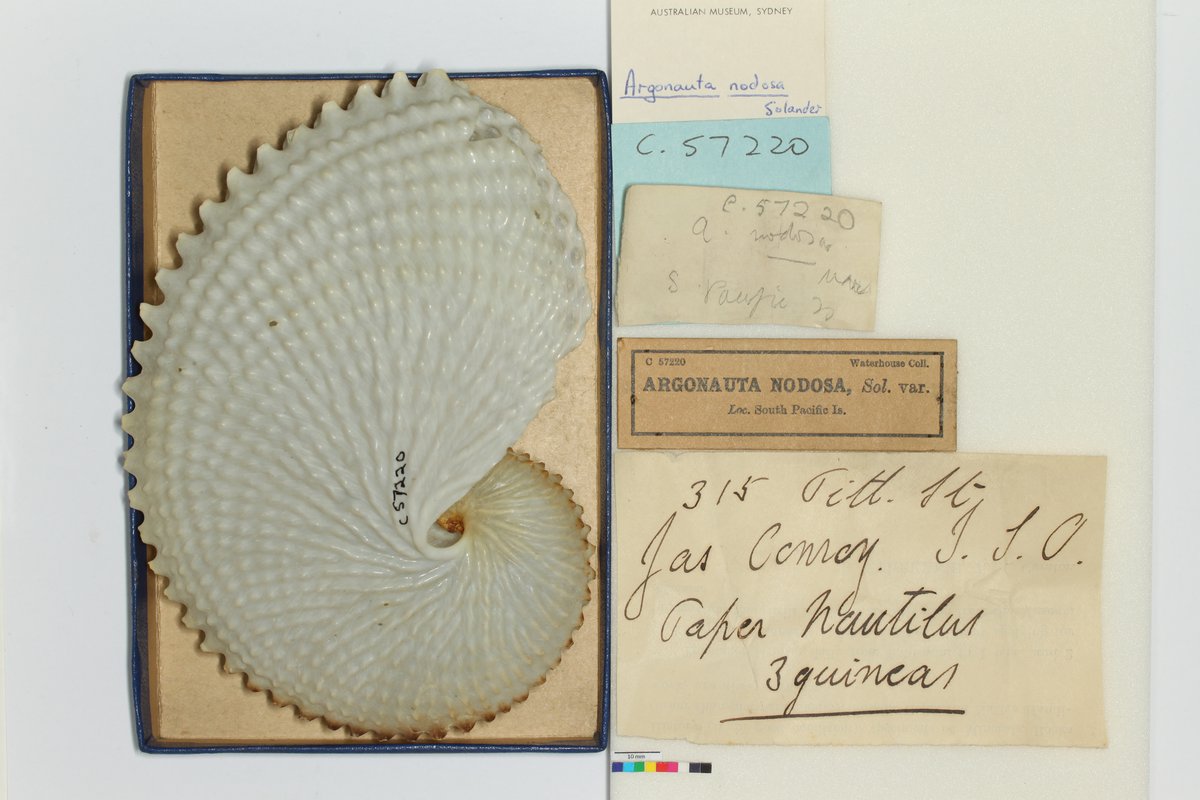 DigiVol: Digitising molluscs - The Australian Museum Blog