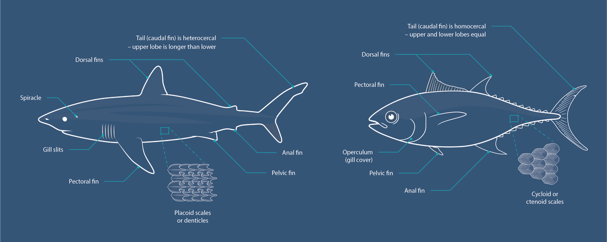 What is a shark? - The Australian Museum