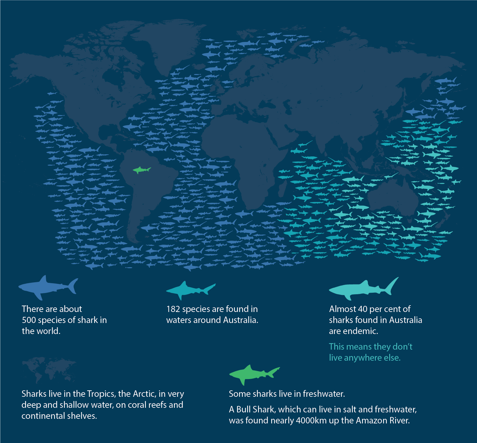 What is a shark? - The Australian Museum