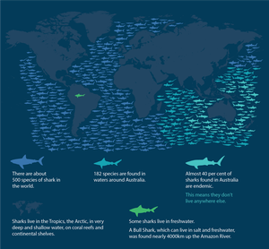 What is a shark? - The Australian Museum