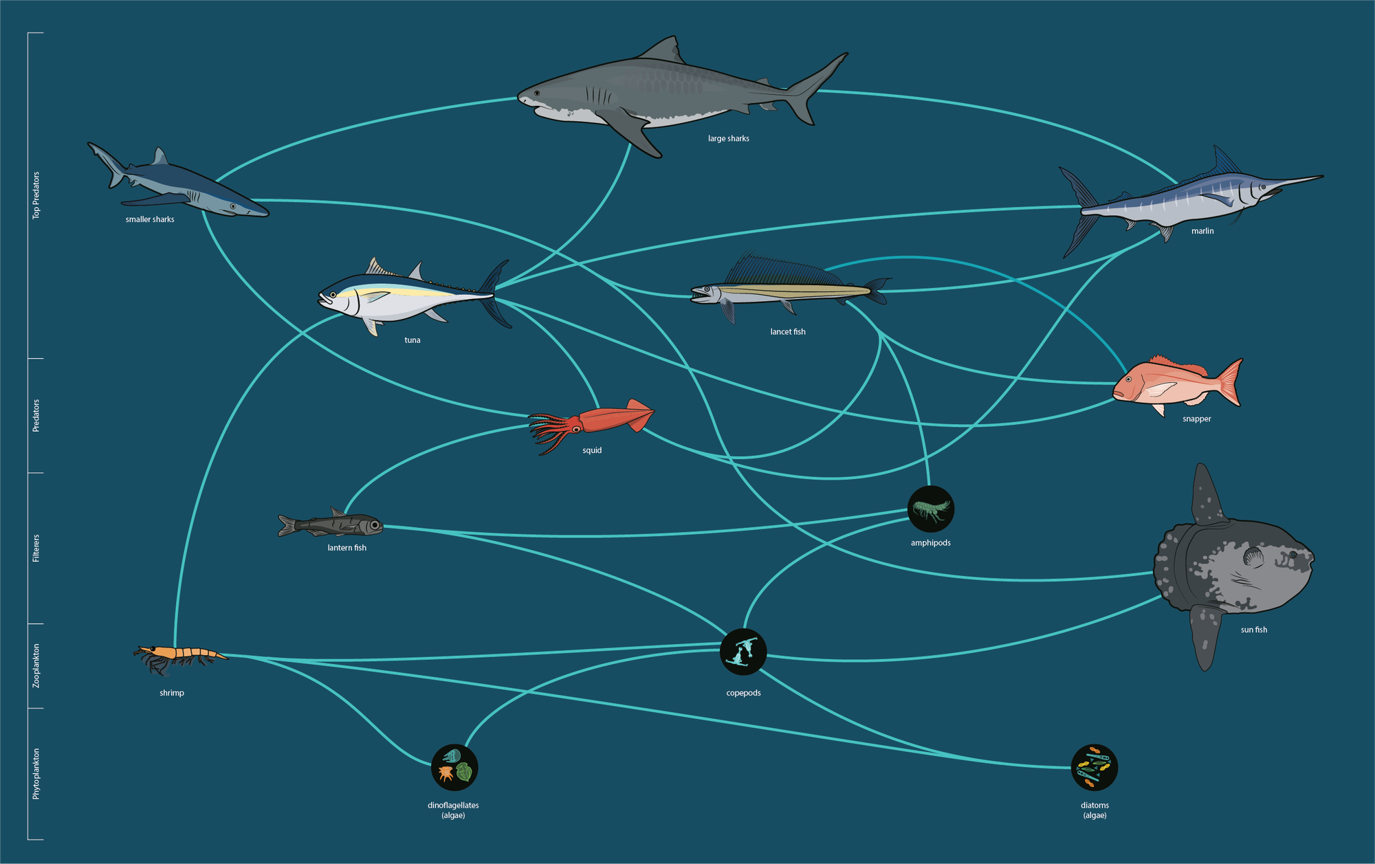 Why oceans need sharks - The Australian Museum