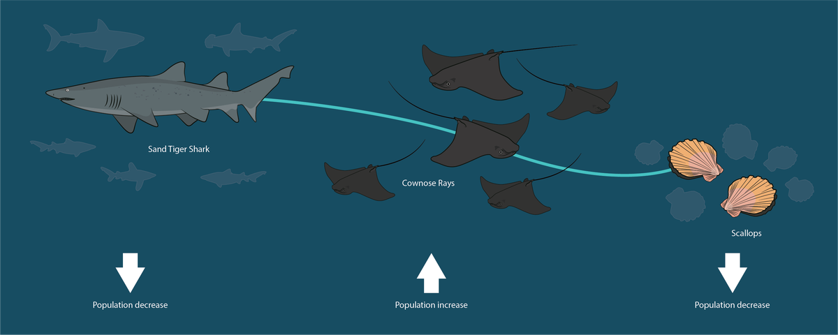 Why oceans need sharks - The Australian Museum