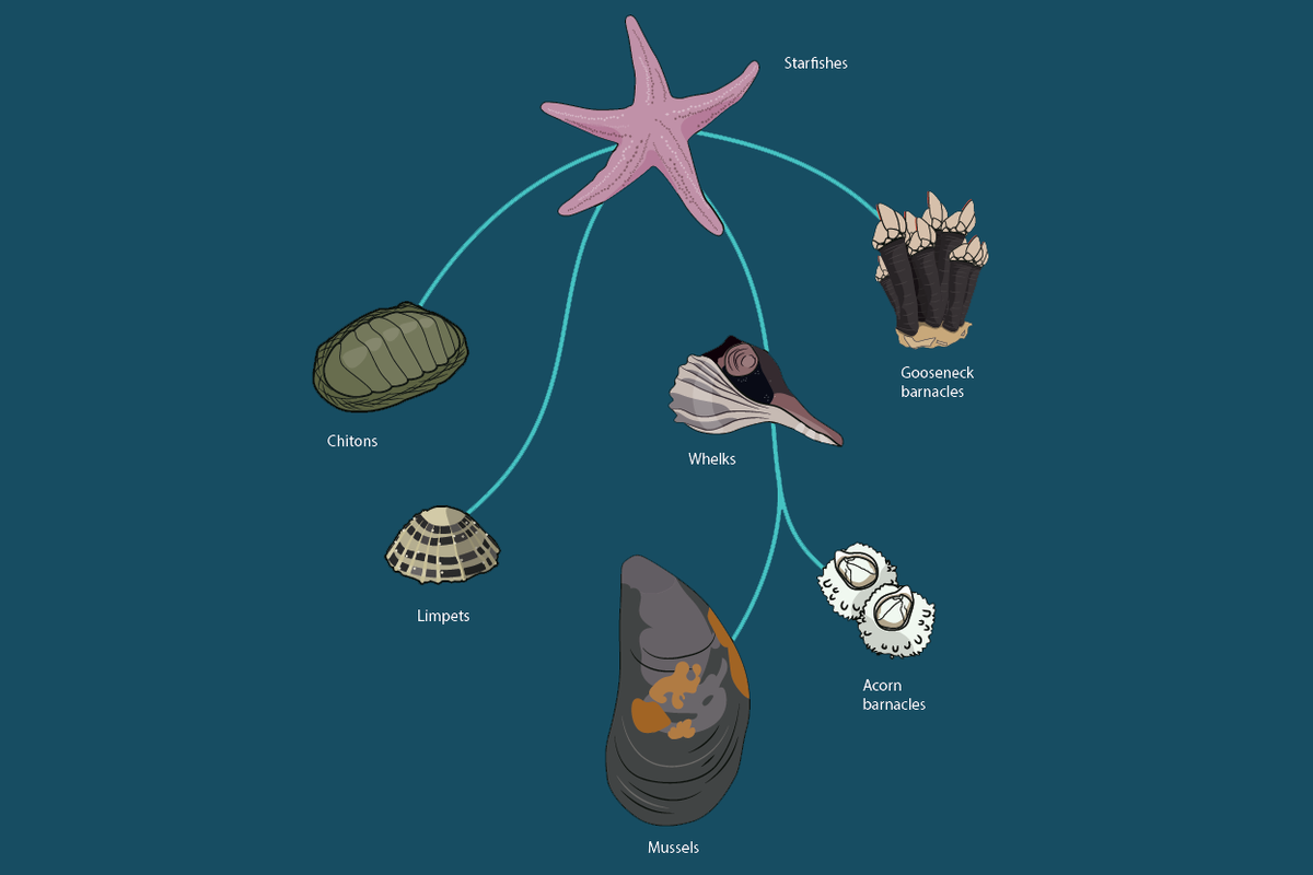 Why oceans need sharks - The Australian Museum