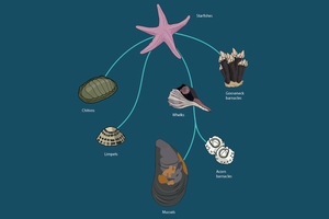 Why oceans need sharks - The Australian Museum