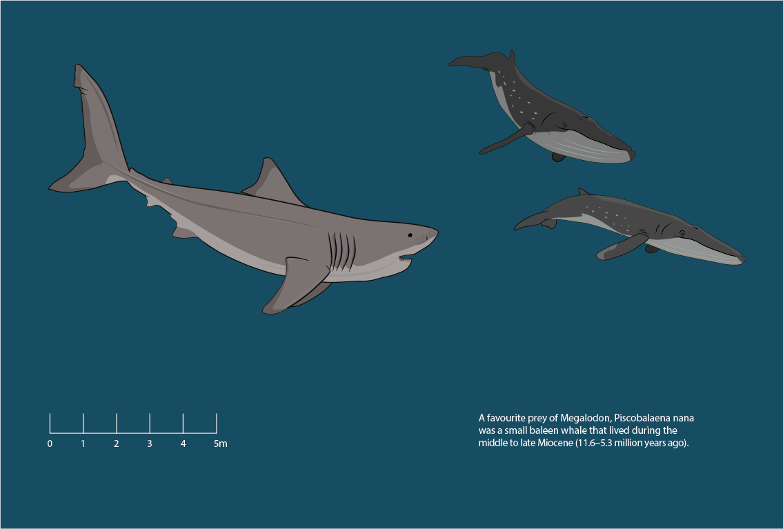 Why oceans need sharks - The Australian Museum