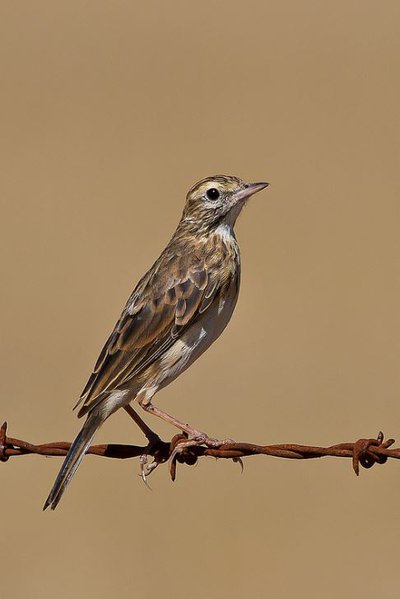 Australasian Pipit - The Australian Museum