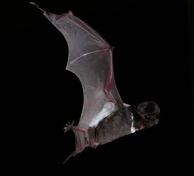 White-striped Freetail Bat - The Australian Museum
