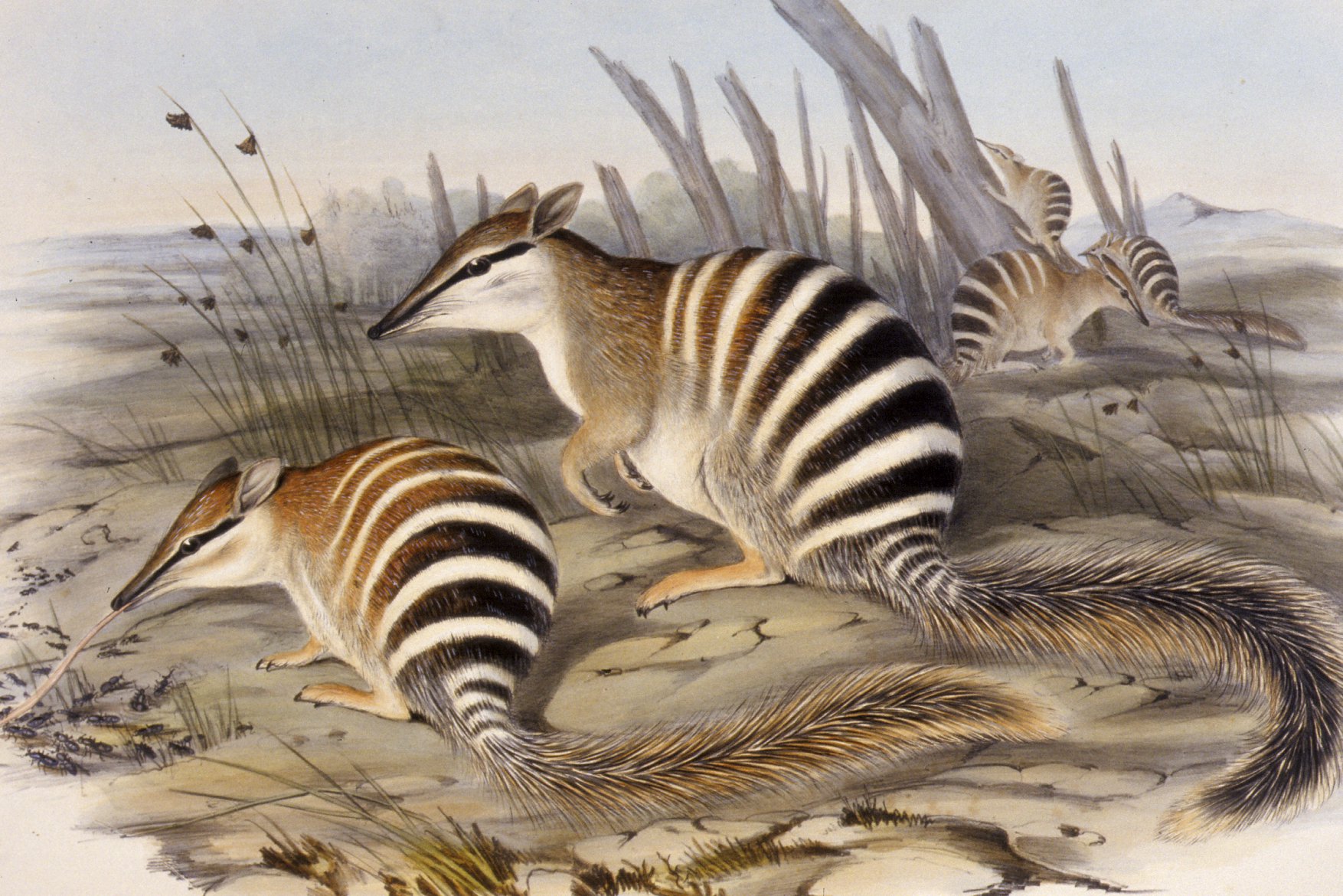 The Mammals of Australia, Volume 01 - The Australian Museum