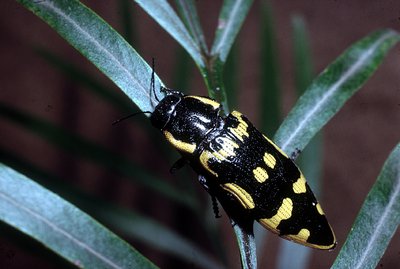 Jewel Beetle - The Australian Museum