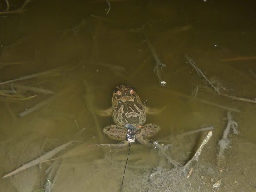 “Where’s he going?” Radio-tracking frogs in the Macquarie Marshes - The ...
