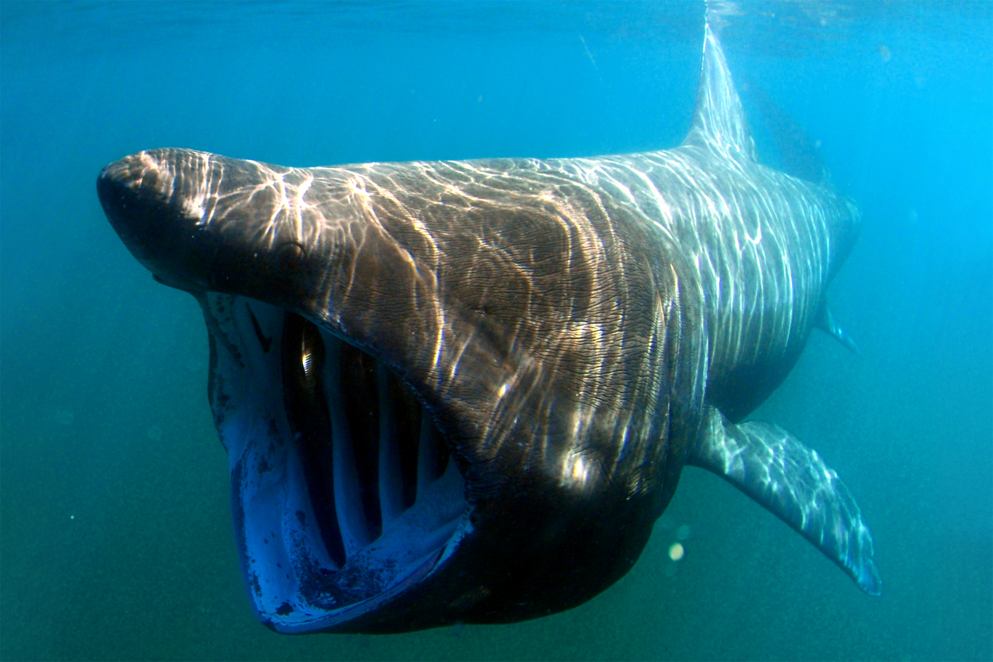 Sharks bodies and senses - The Australian Museum
