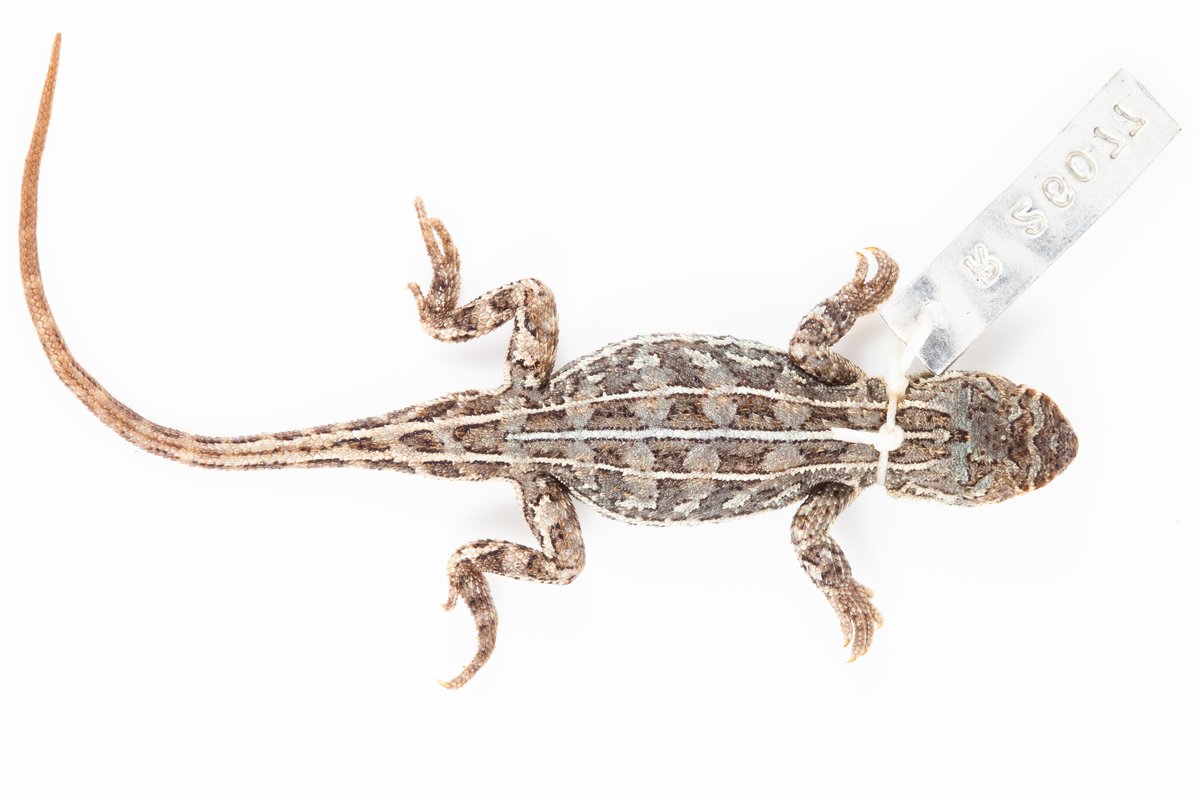 The remarkable tale of Bathurst’s unique Grassland Dragon - The ...