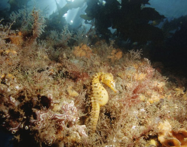 Fishes of Sydney Harbour - The Australian Museum