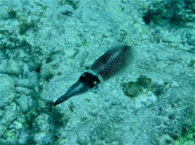 Bigfin Reef Squid - The Australian Museum