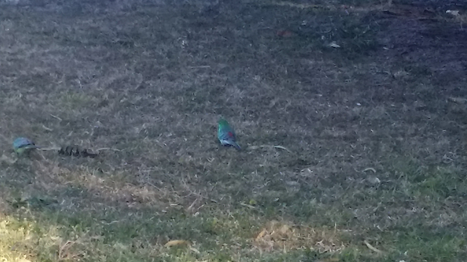 Object and species identification - The Australian Museum