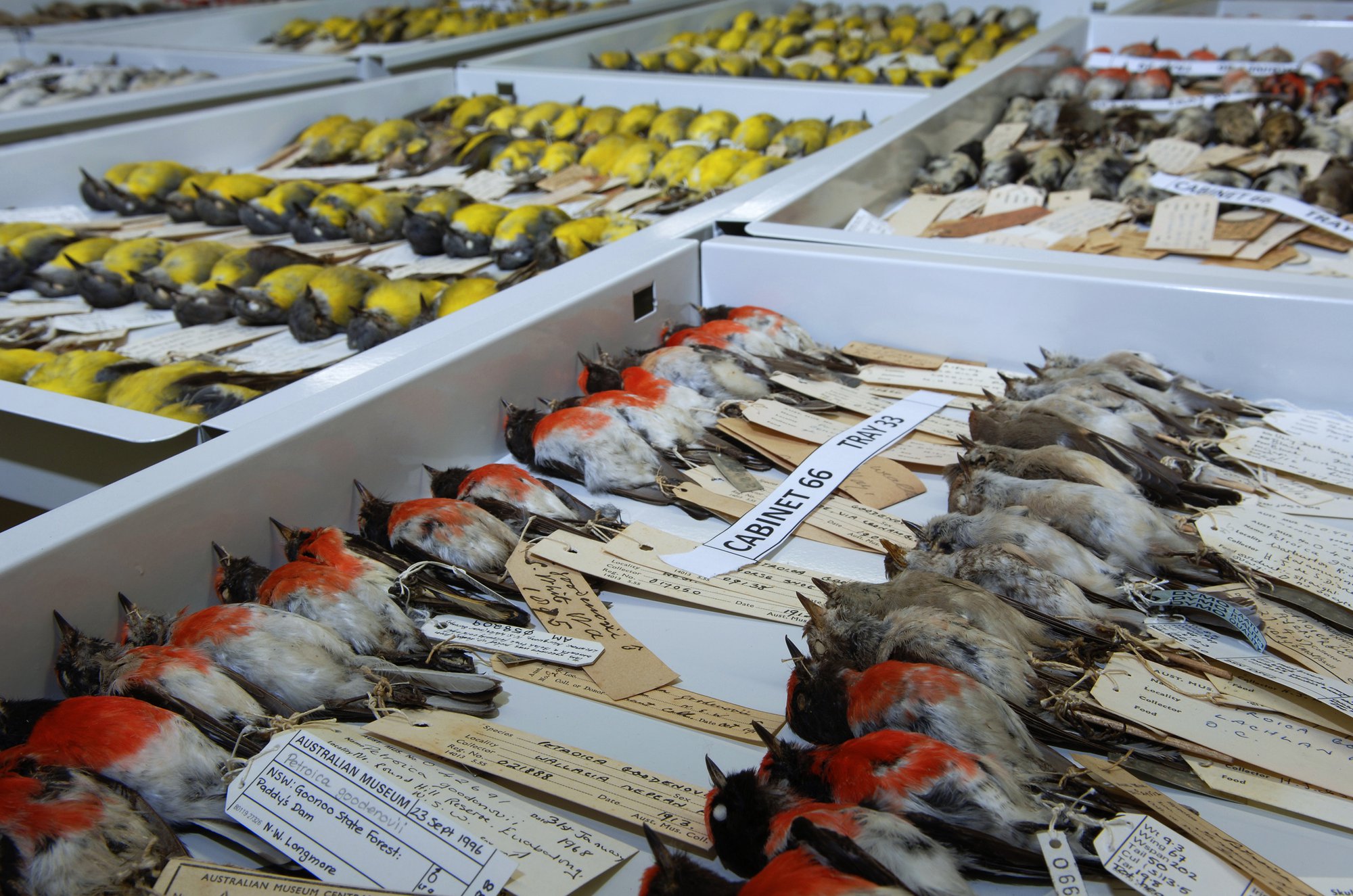Ornithology - The Australian Museum