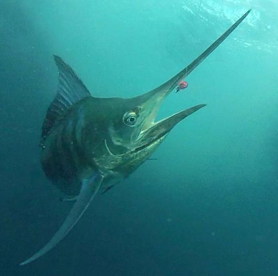 Black Marlin, Istiompax indica (Cuvier, 1832) - The Australian Museum