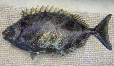 Black Rabbitfish, Siganus fuscescens (Houttuyn, 1782) - The Australian ...
