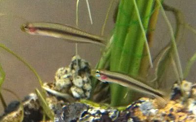 Blackmargin Dartfish, Parioglossus marginalis Rennis & Hoese, 1985 ...