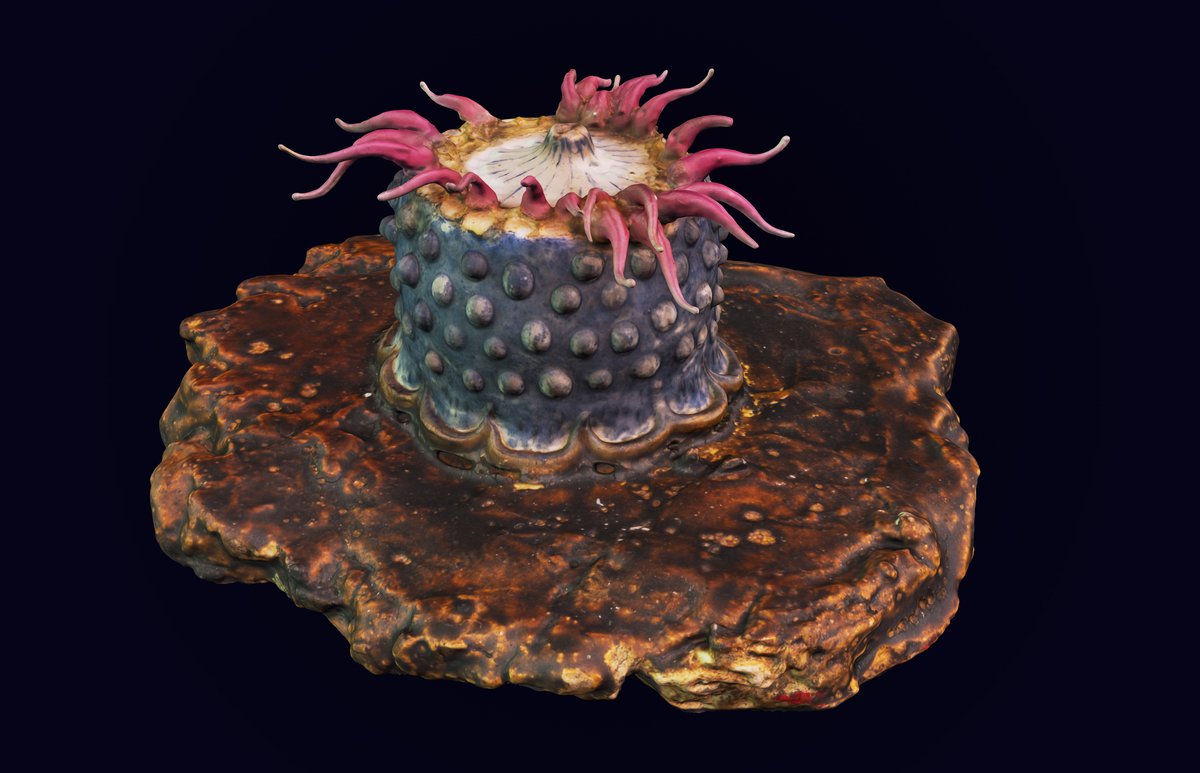 Blaschka glass models in 3D - The Australian Museum