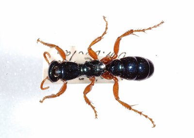 Blue Ant - The Australian Museum