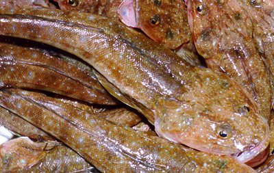 Bluespotted Flathead, Platycephalus caeruleopunctatus McCulloch, 1922 ...