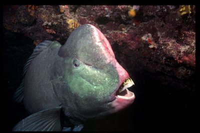 Bumphead Parrotfish, Bolbometopon muricatum (Valenciennes, 1840) - The ...