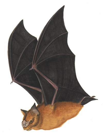 Riversleigh Leaf-nosed Bat - The Australian Museum