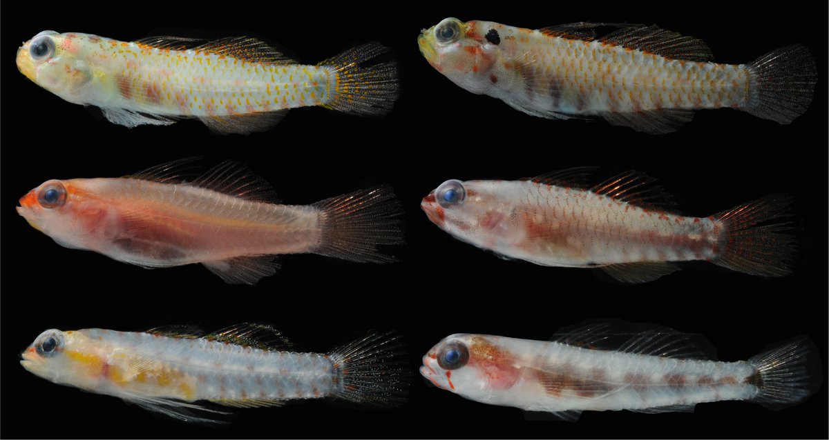 News from LIRS: Lizard Island’s smallest fish, and where to find them ...