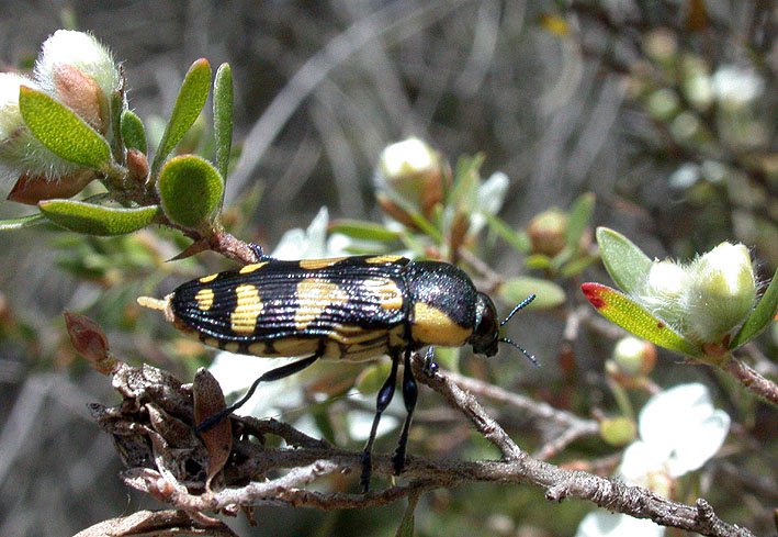 Jewel Beetle Buprestidae Gunung Leuser National Park Photo Overview