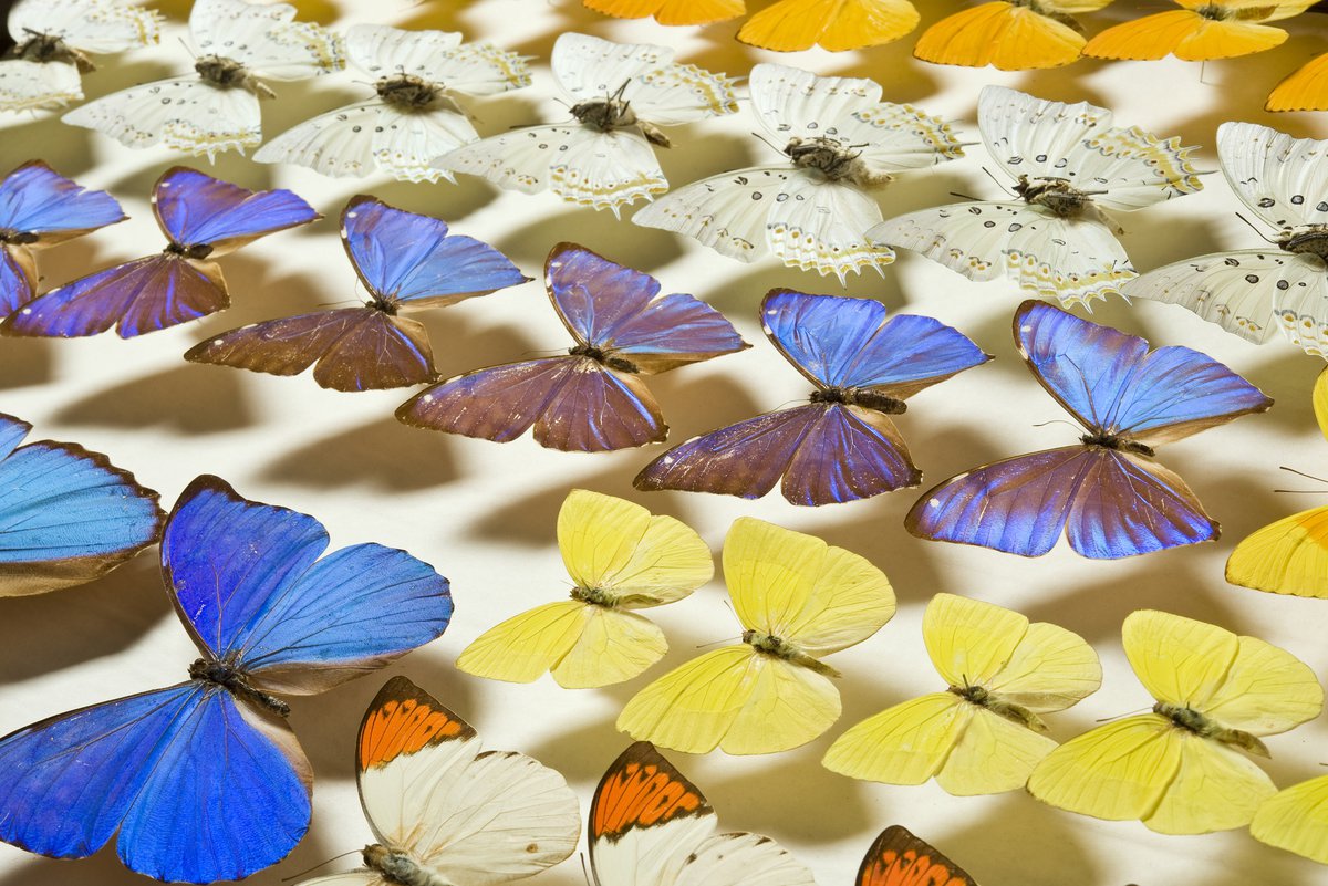 Insects - The Australian Museum