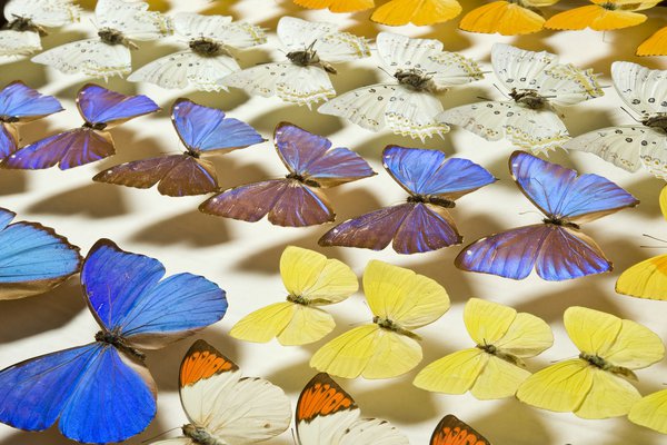 Insects - The Australian Museum