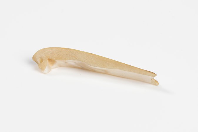 Niuean fish hooks - The Australian Museum