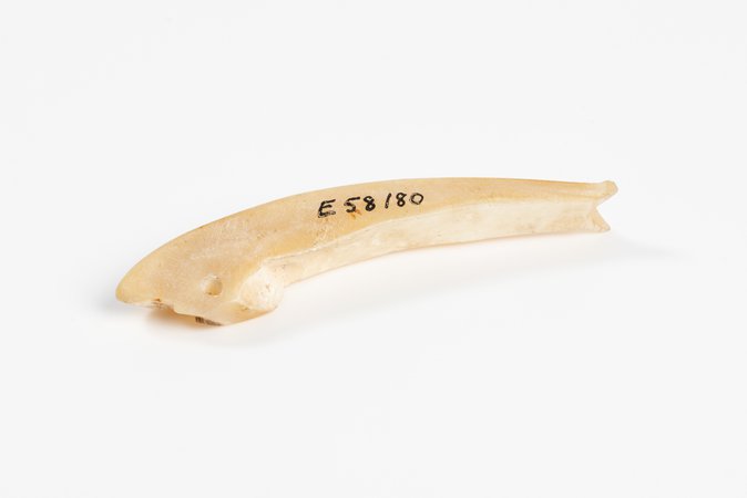Niuean fish hooks - The Australian Museum