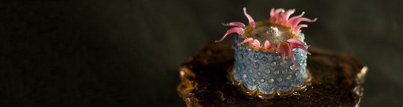 Blaschka glass models - The Australian Museum