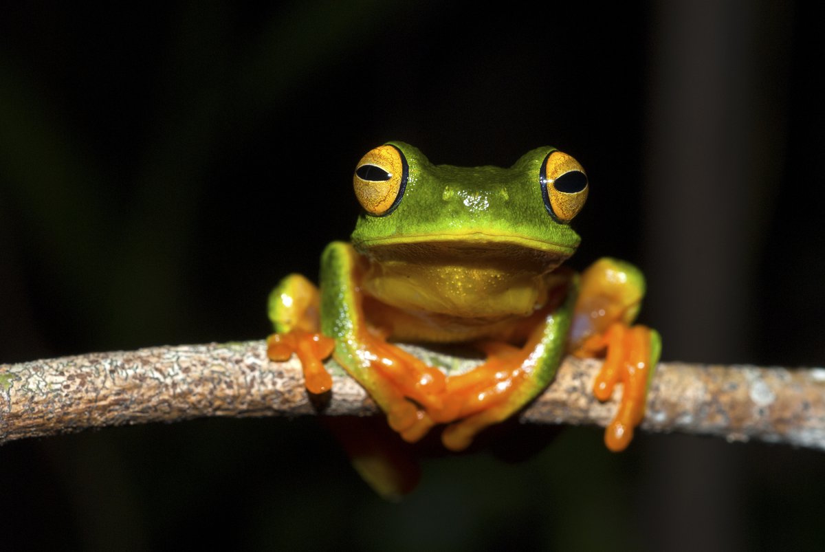 Five Things: How to help save the frogs - The Australian Museum Blog