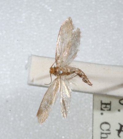 Case-bearing Clothes Moth - The Australian Museum