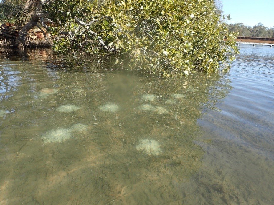 Seeking sun-baking, bottom-dwelling, upside-down jellyfish - The ...