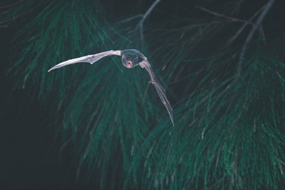 Little Pied Bat - The Australian Museum