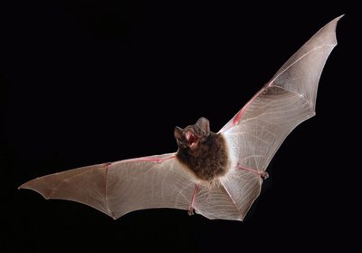 Large-eared Pied Bat - The Australian Museum