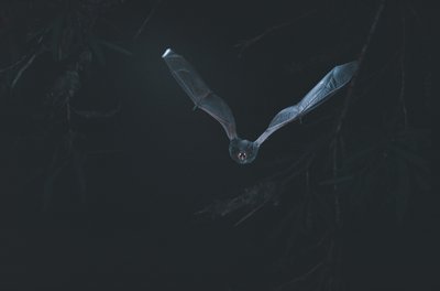 Hoary Wattled Bat - The Australian Museum