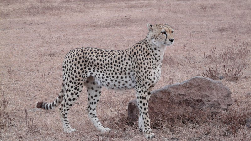 Bone density in big cats: zoos vs. the wild - The Australian Museum Blog
