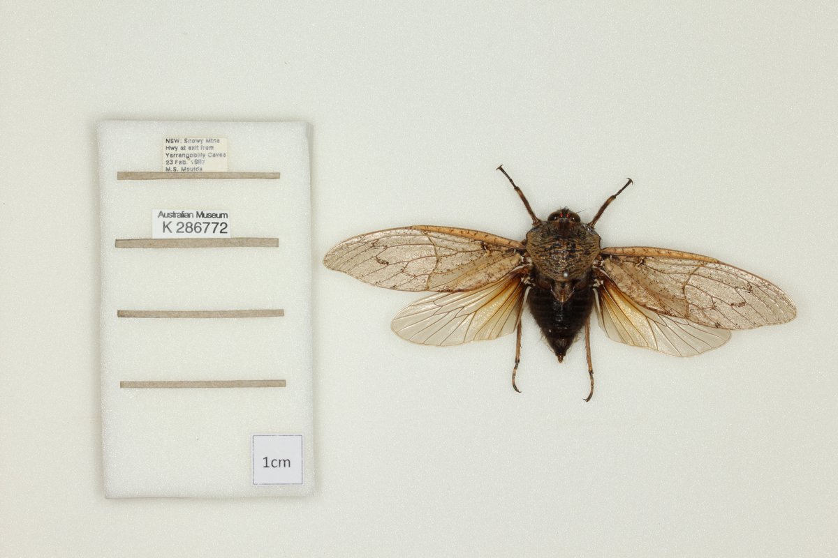 DigiVol:Hub of activity - The Australian Museum Blog