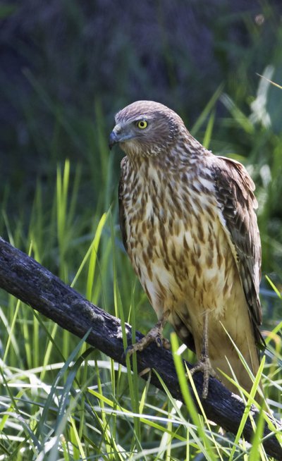 Swamp Harrier - The Australian Museum