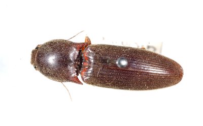 Click beetles - The Australian Museum