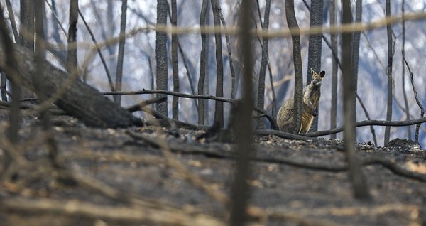 Impacts of Climate Change - The Australian Museum